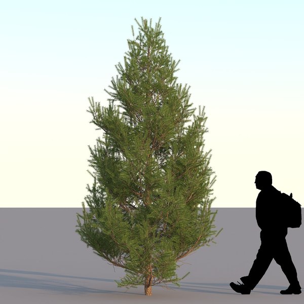 3d model of spruce tree