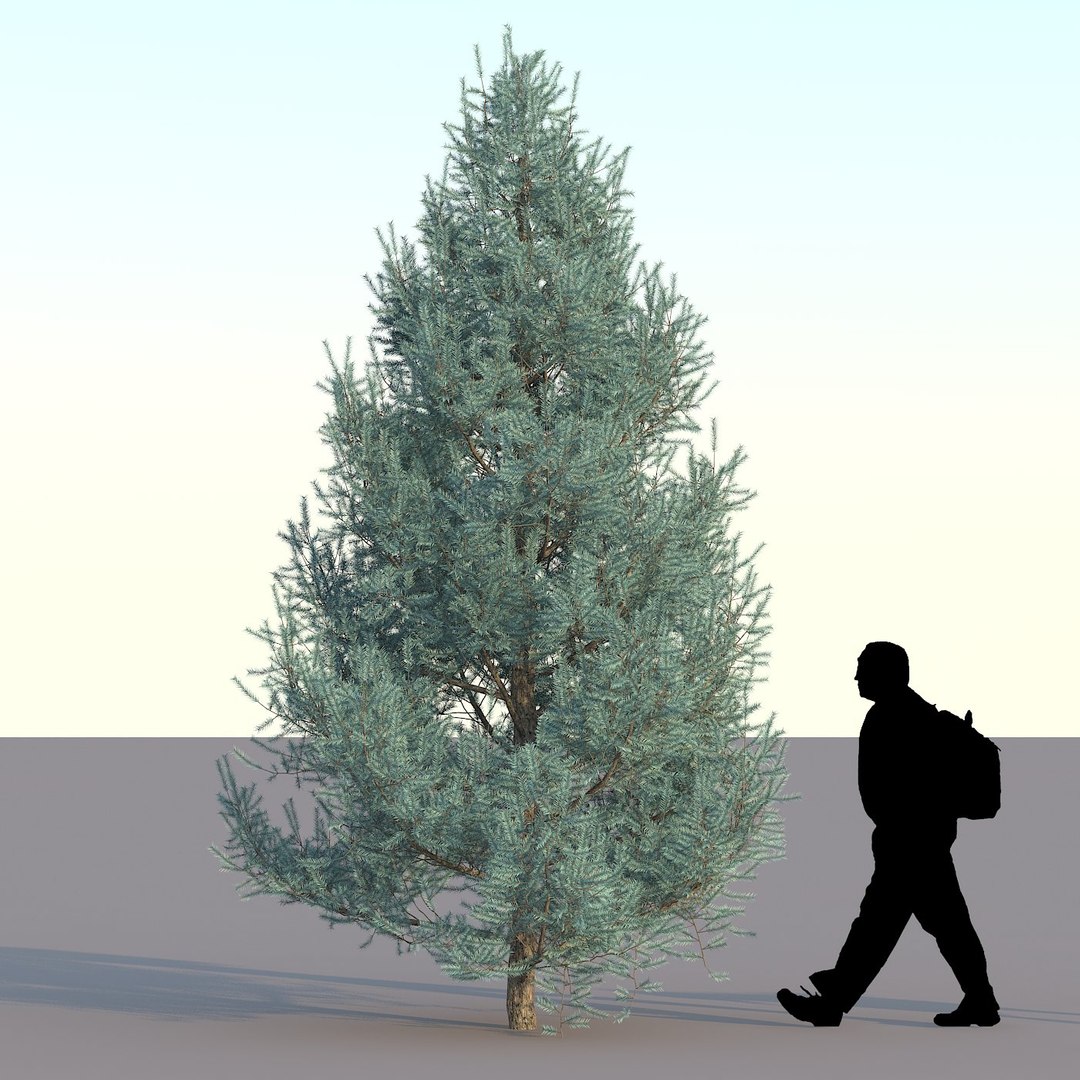 3d Model Of Spruce Tree