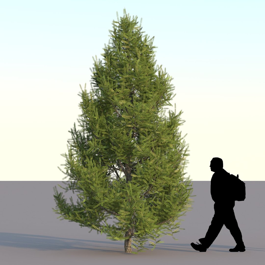 3d Model Of Spruce Tree