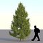 3d Model Of Spruce Tree