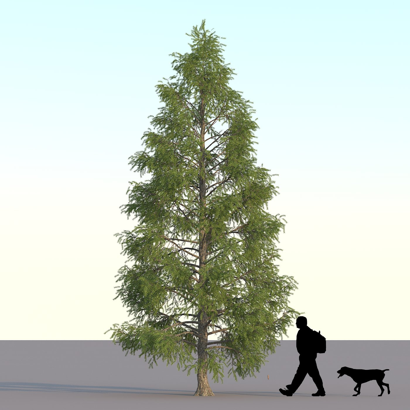 3d model of spruce tree