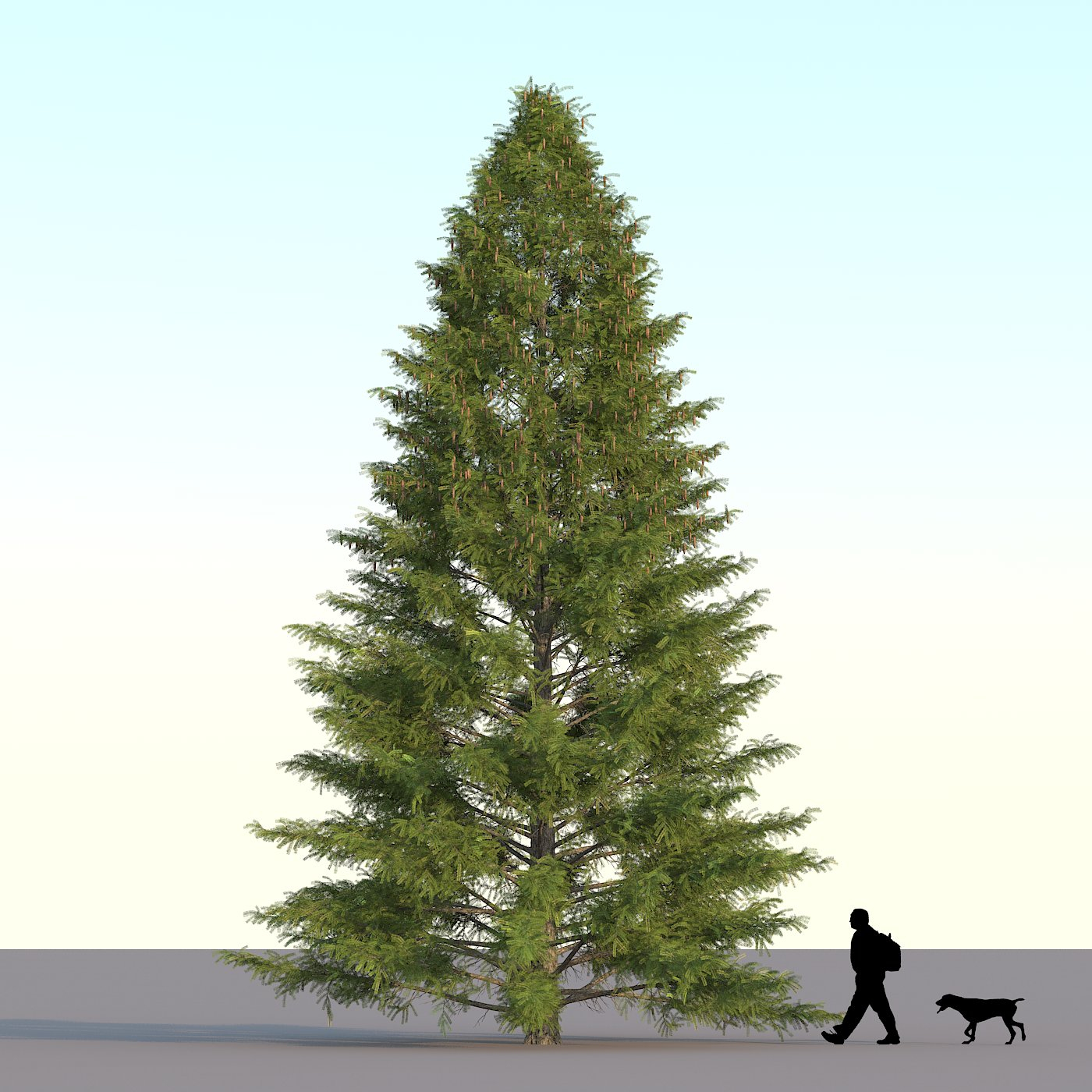 3d model of spruce tree