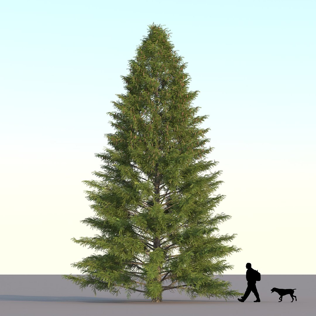 3d model of spruce tree