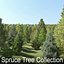 3d Model Of Spruce Tree