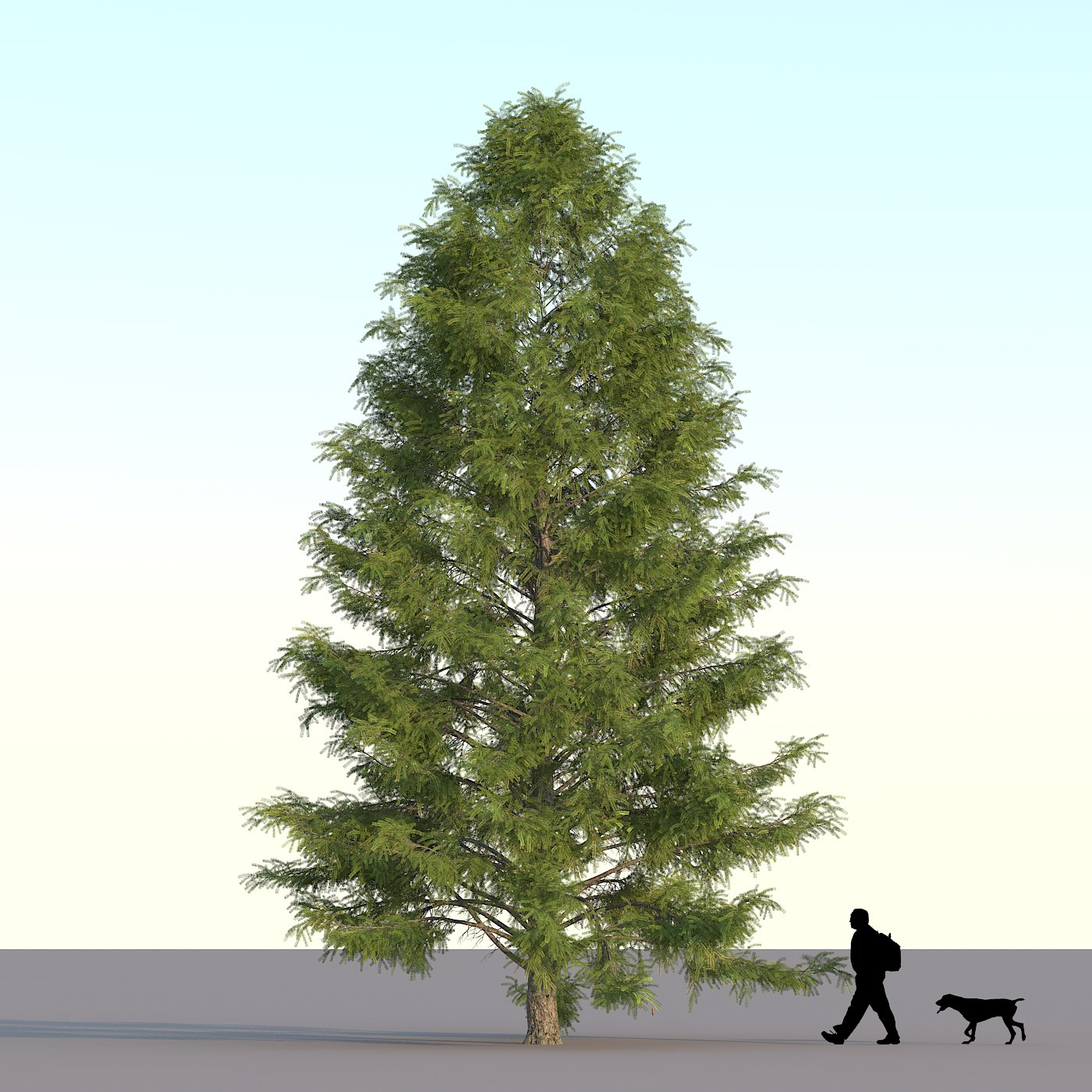3d model of spruce tree