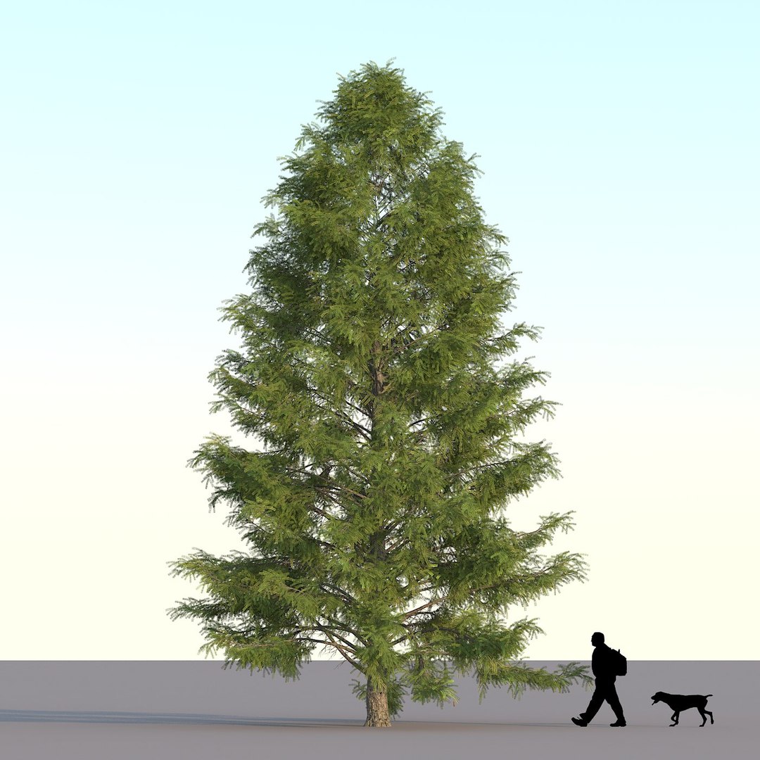 3d model of spruce tree