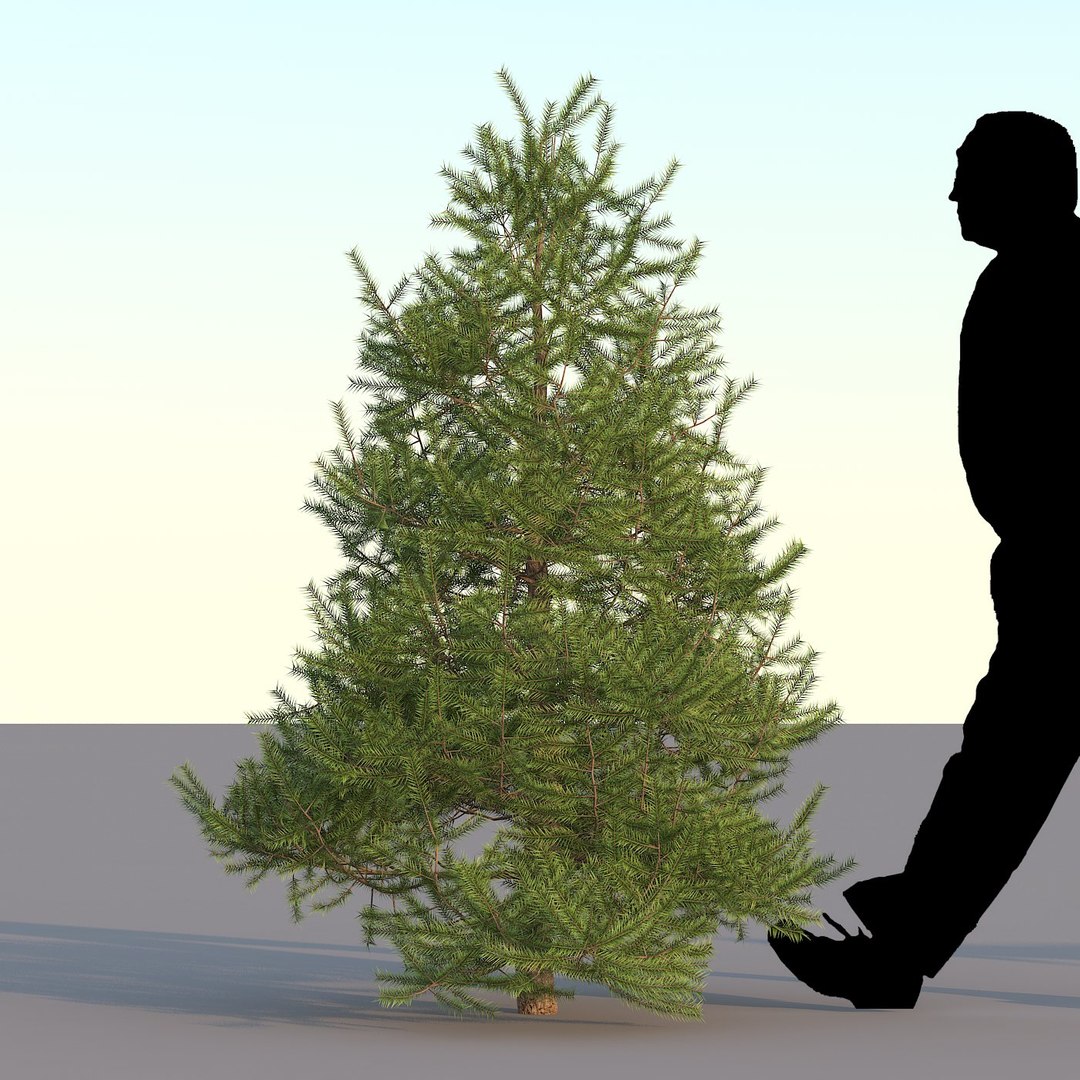 3d Model Of Spruce Tree