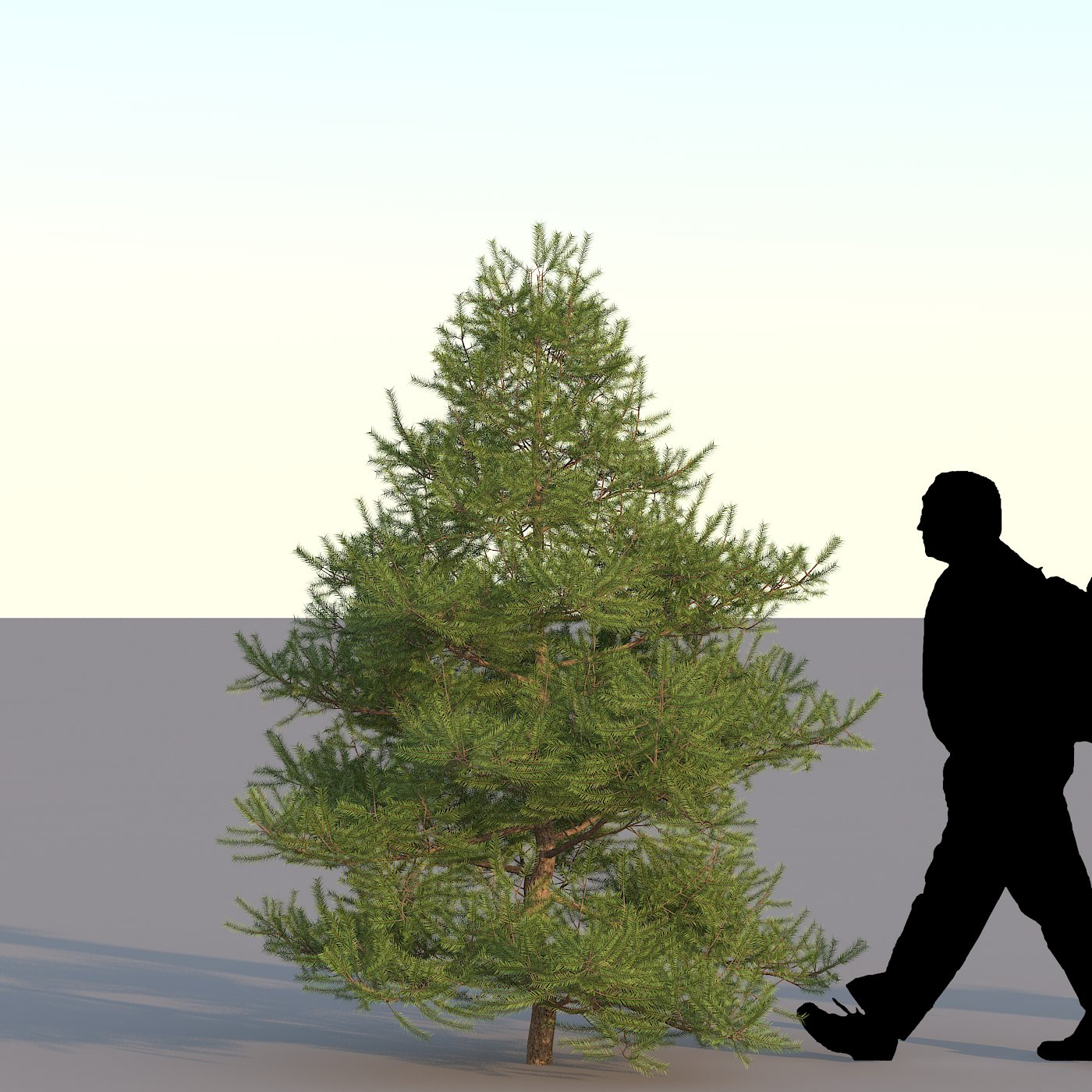 3d model of spruce tree