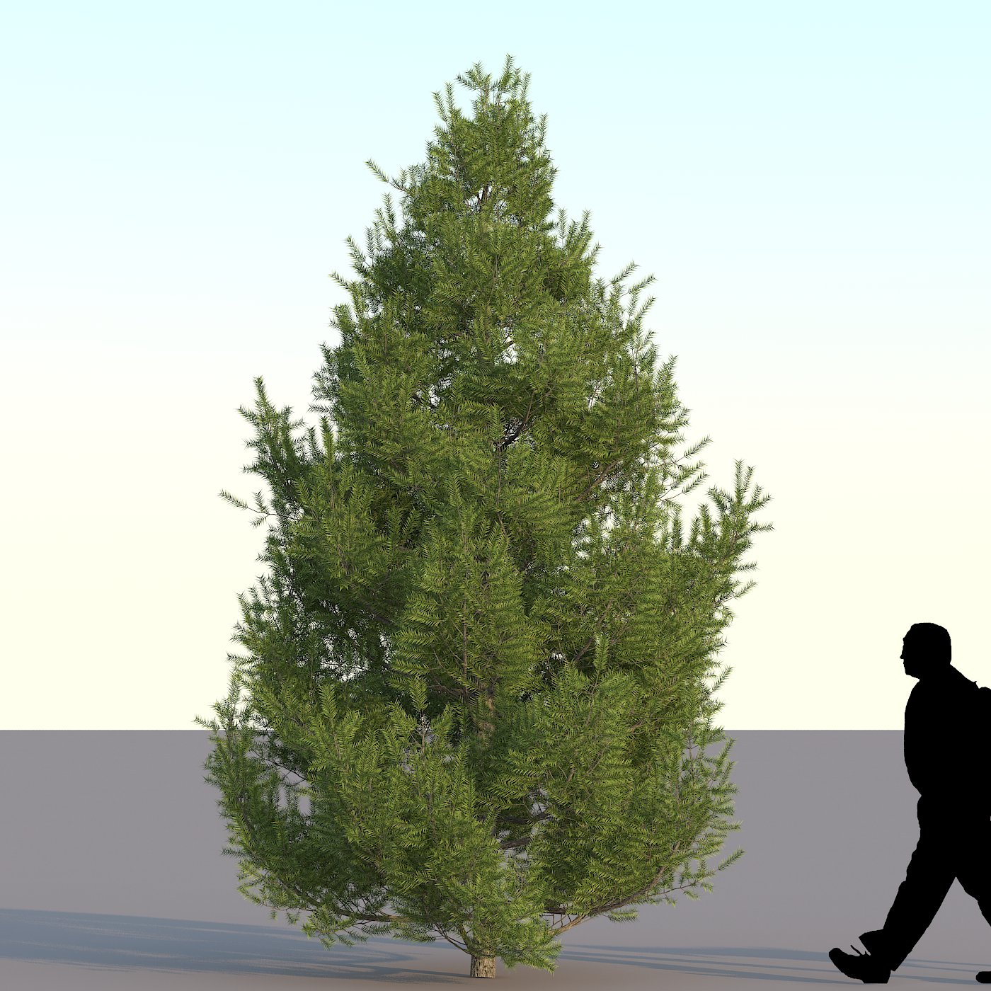 3d model of spruce tree
