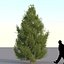 3d Model Of Spruce Tree