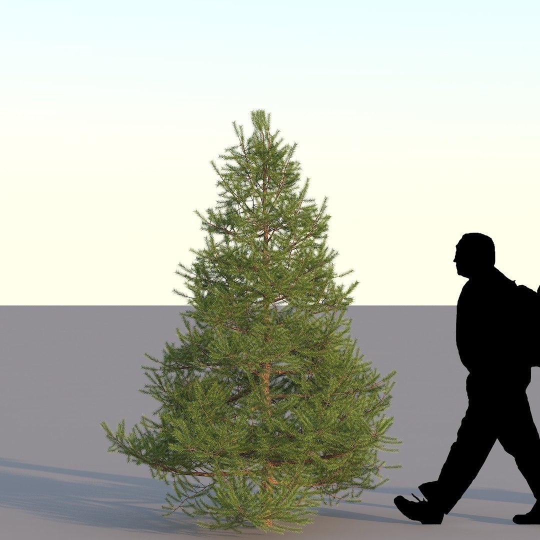 3d Model Of Spruce Tree