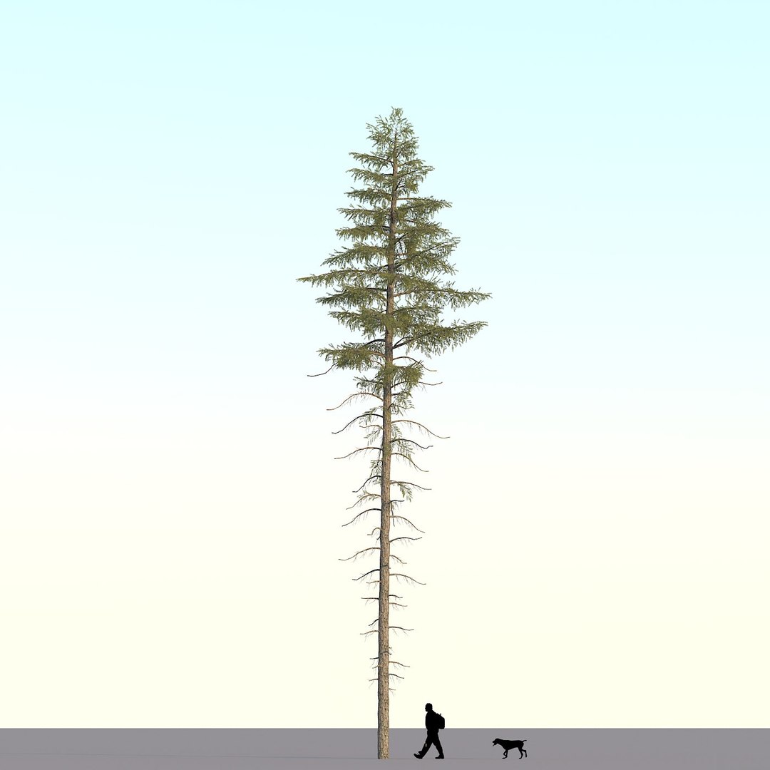 3d model of spruce tree