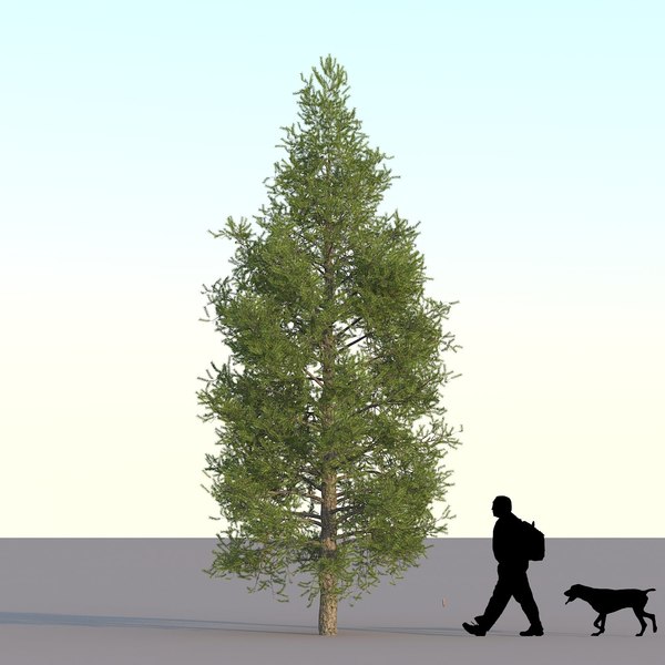 3d model of spruce tree