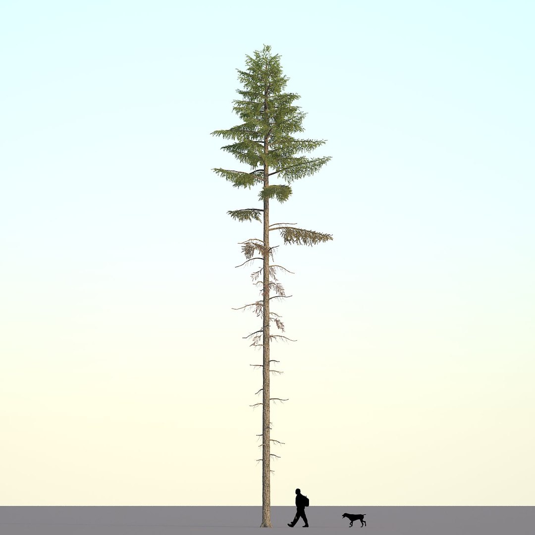 3d model of spruce tree