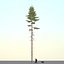 3d Model Of Spruce Tree
