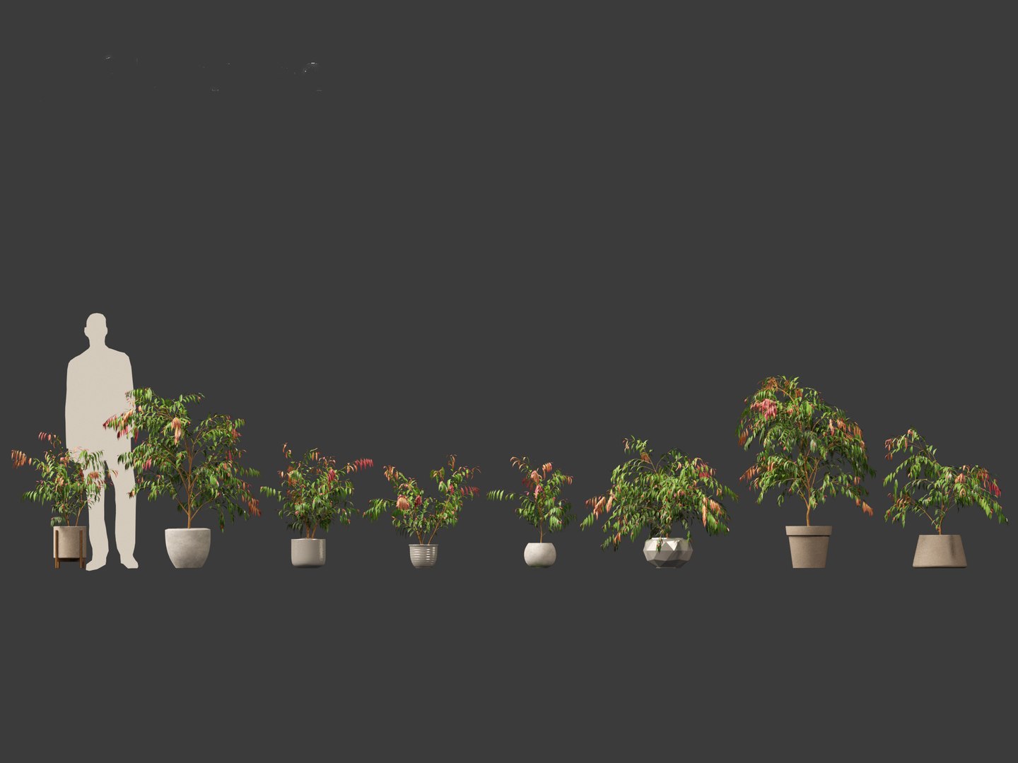 3D Syzygium Cascade - Lilly Pilly 01 - TurboSquid 2126057