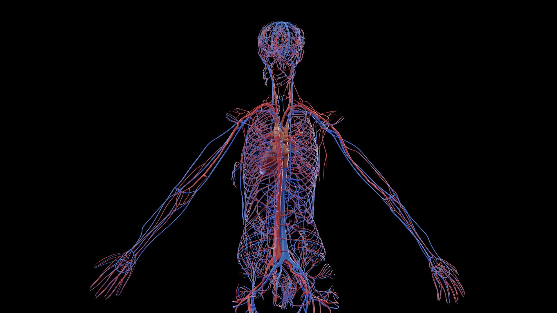 Female Body and Vascular Systems 3D model - TurboSquid 2010326