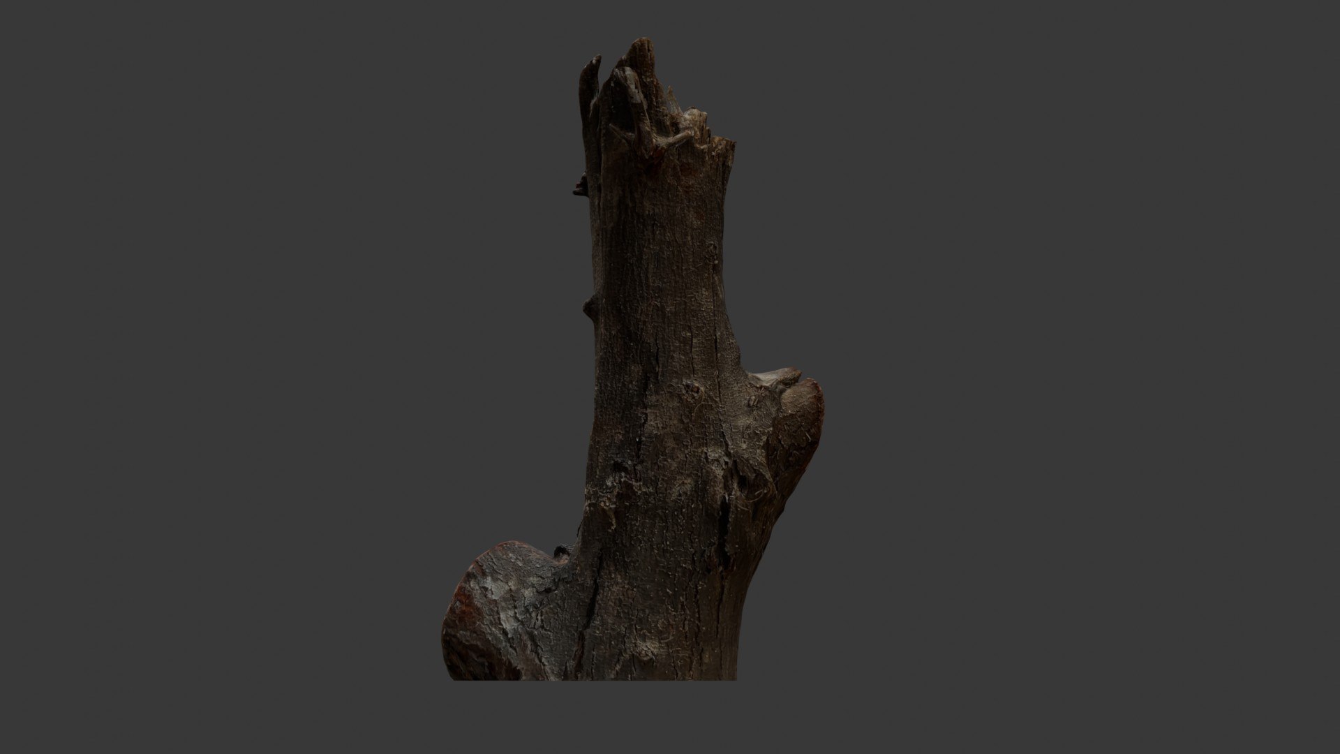 3D Model Tree Trunk 3D Scan - TurboSquid 2404844