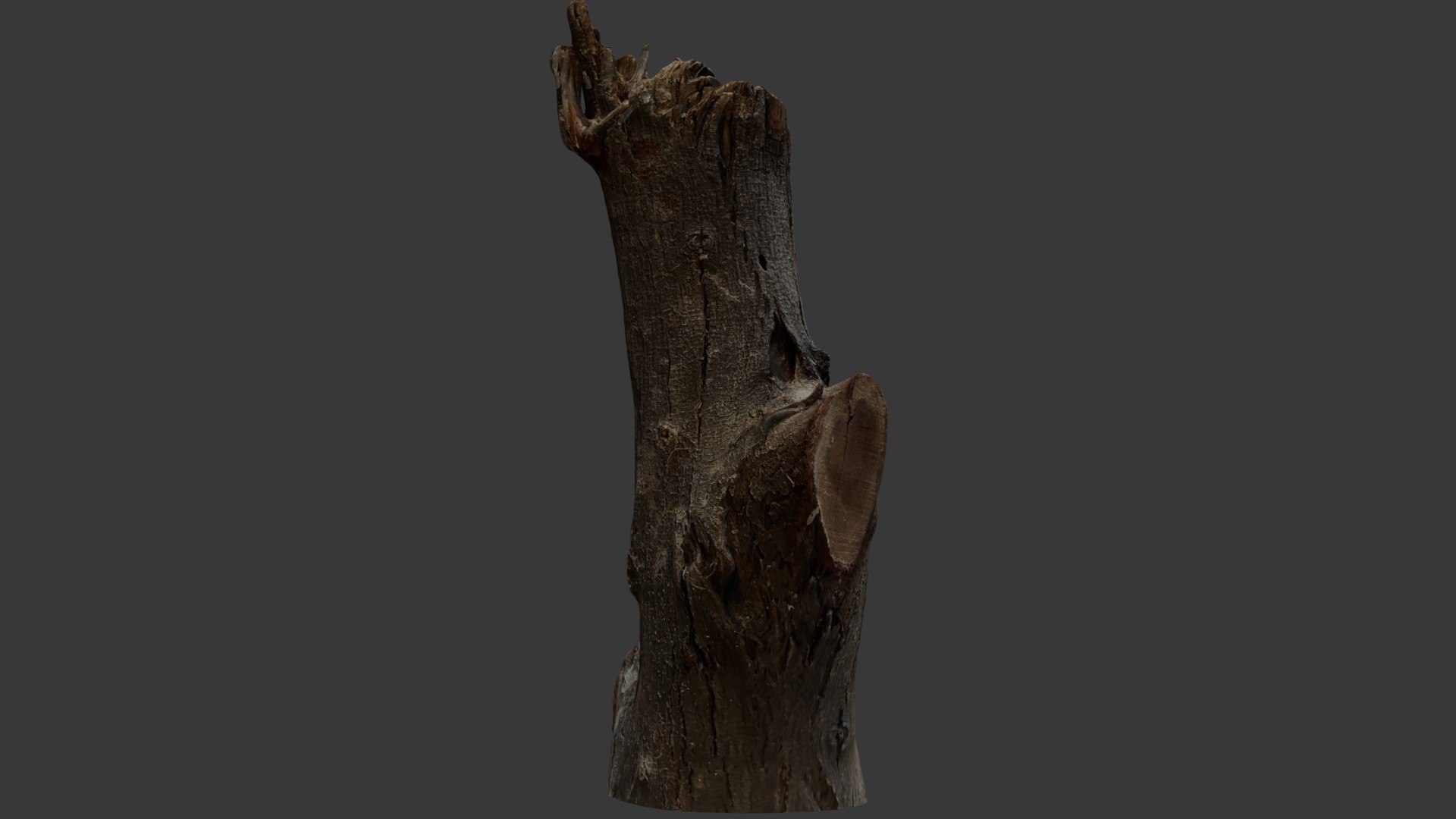 3D Model Tree Trunk 3D Scan - TurboSquid 2404844