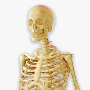 Download 3D Human Skeleton Blender Models - TurboSquid