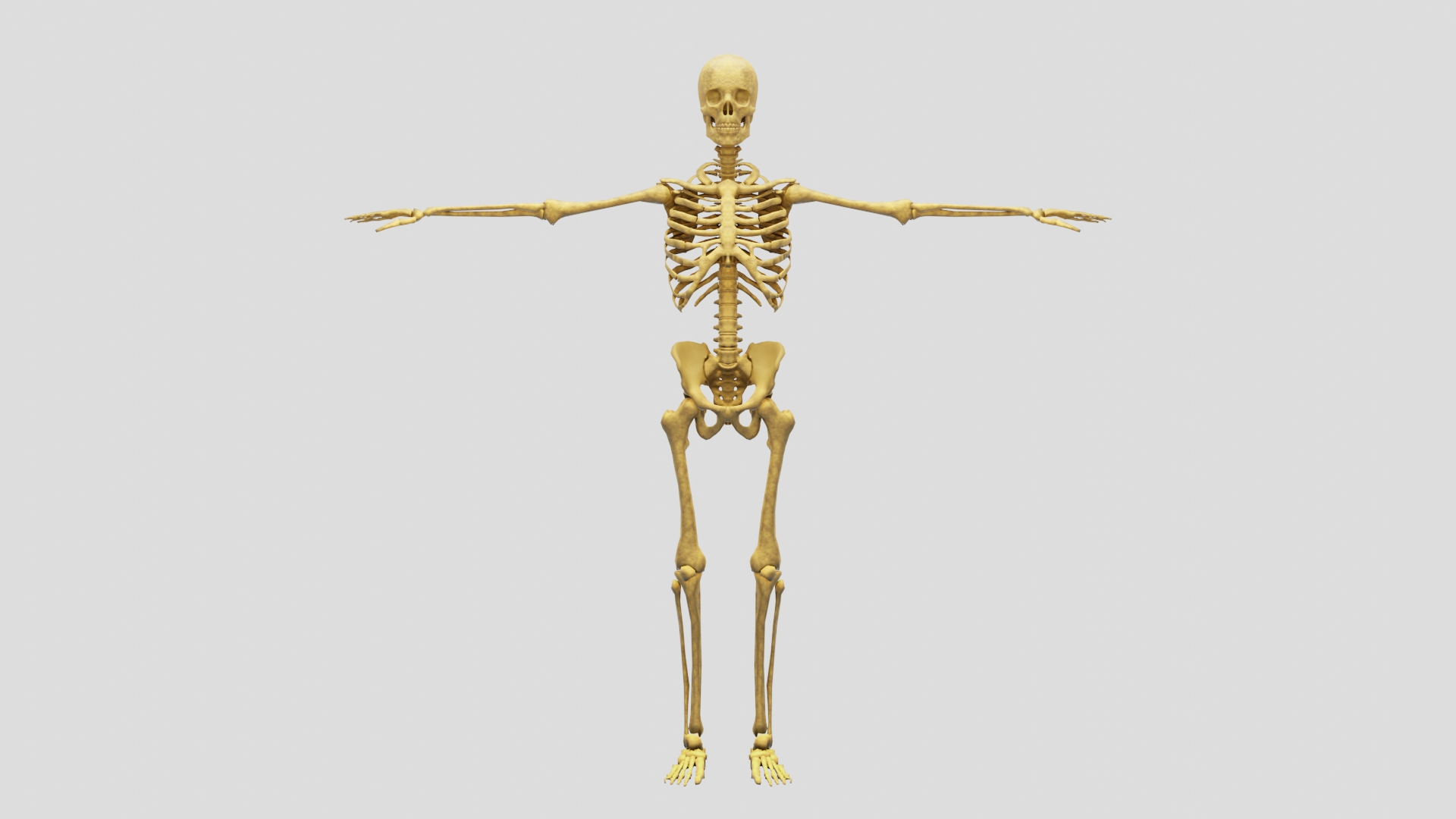 Skeleton - Human Low-poly 3D model 3D model - TurboSquid 2011890