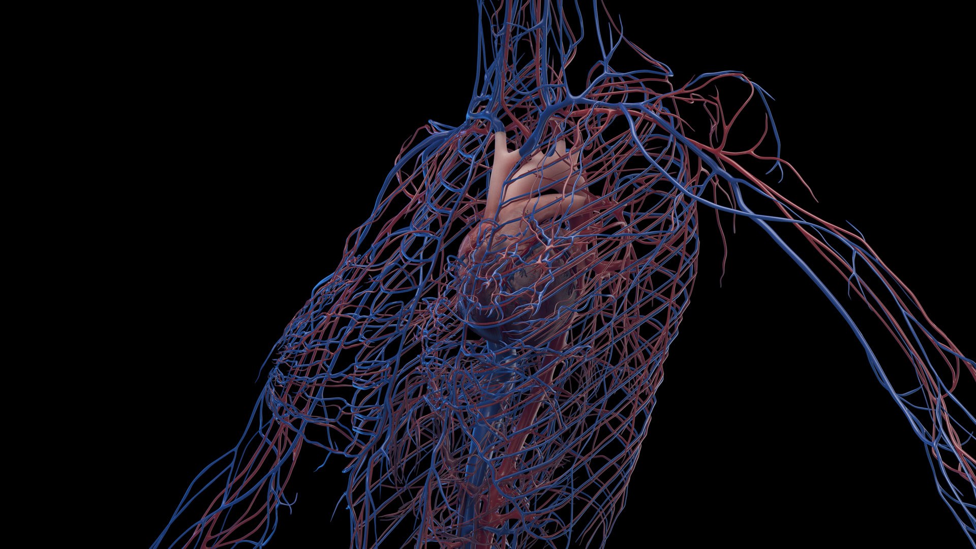 3D Human Female Body and Vascular System Static - TurboSquid 2063866