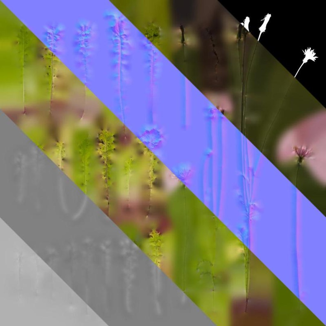 3D Anydrafts Crepis Pubra Atlas 01 Textures Model - TurboSquid 2354582