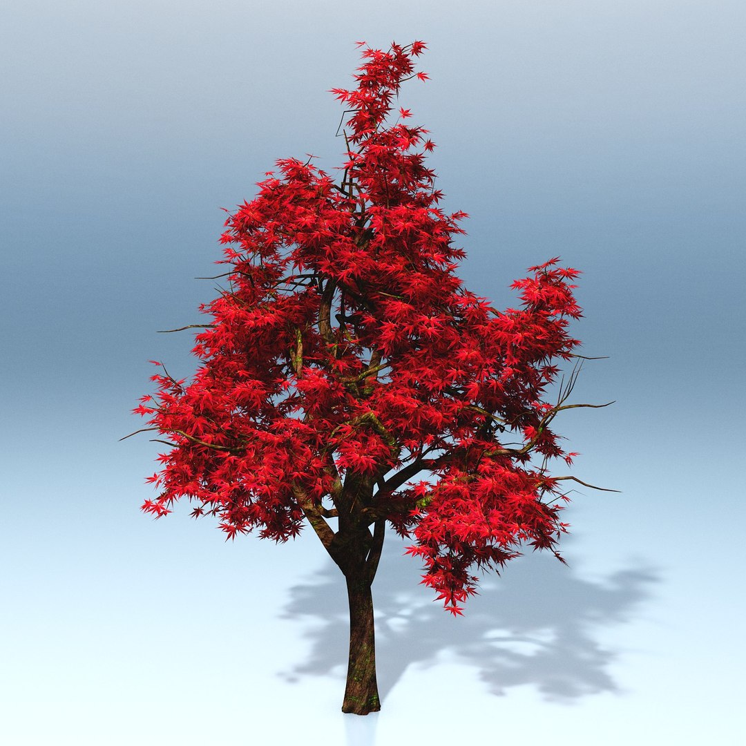 3d japanese maple tree