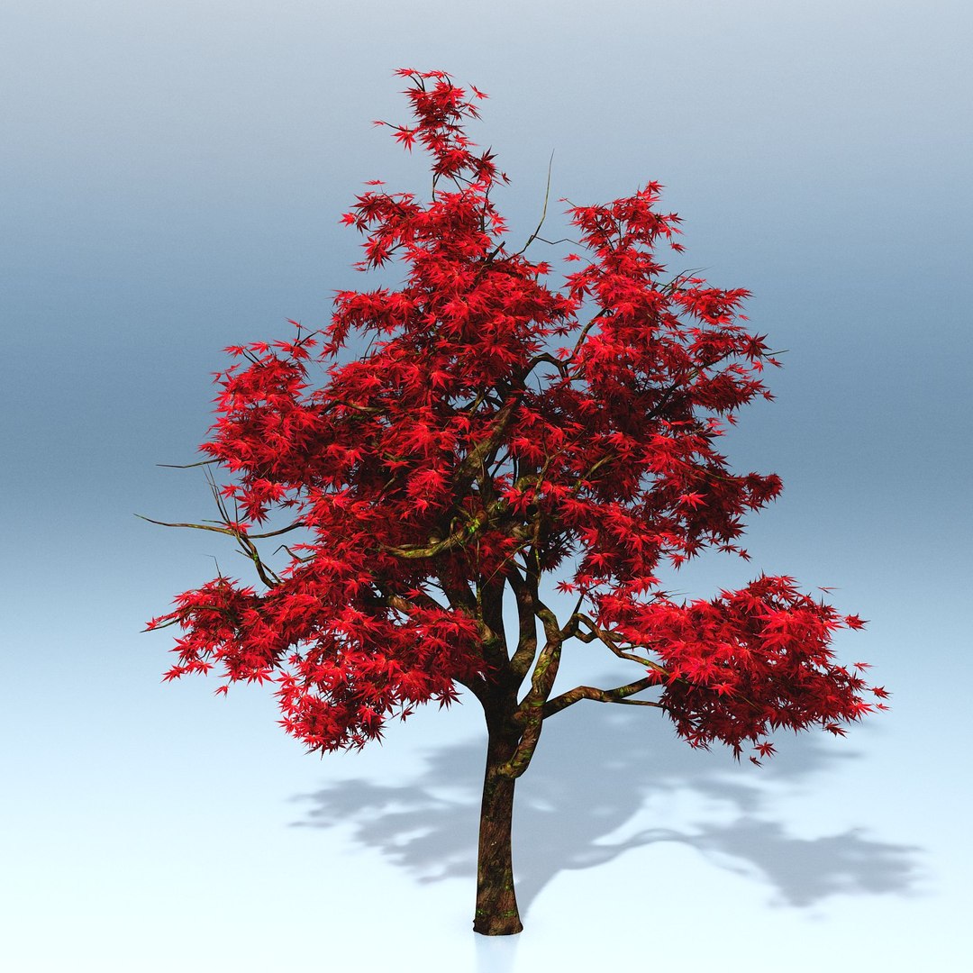 3d Japanese Maple Tree