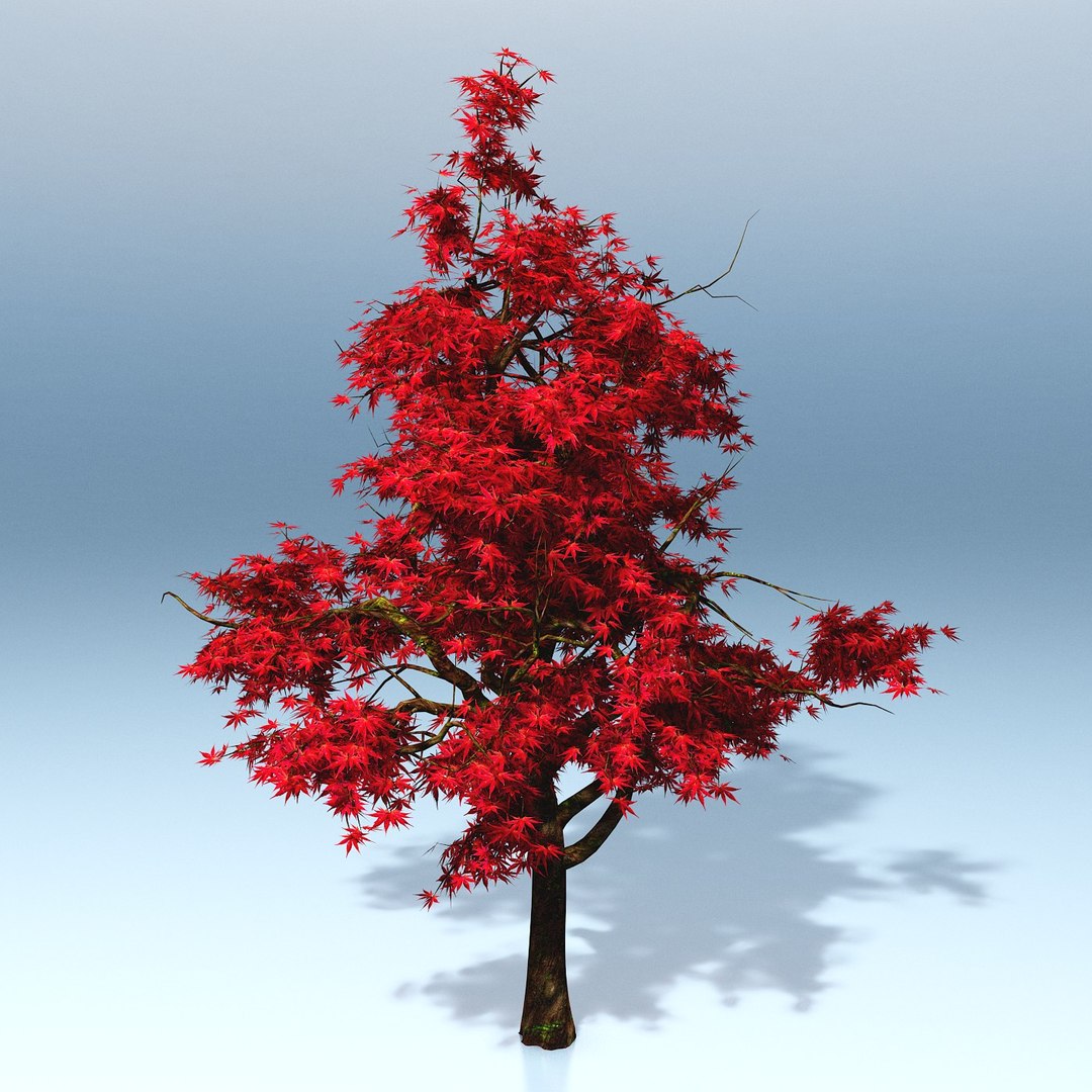 3d Japanese Maple Tree