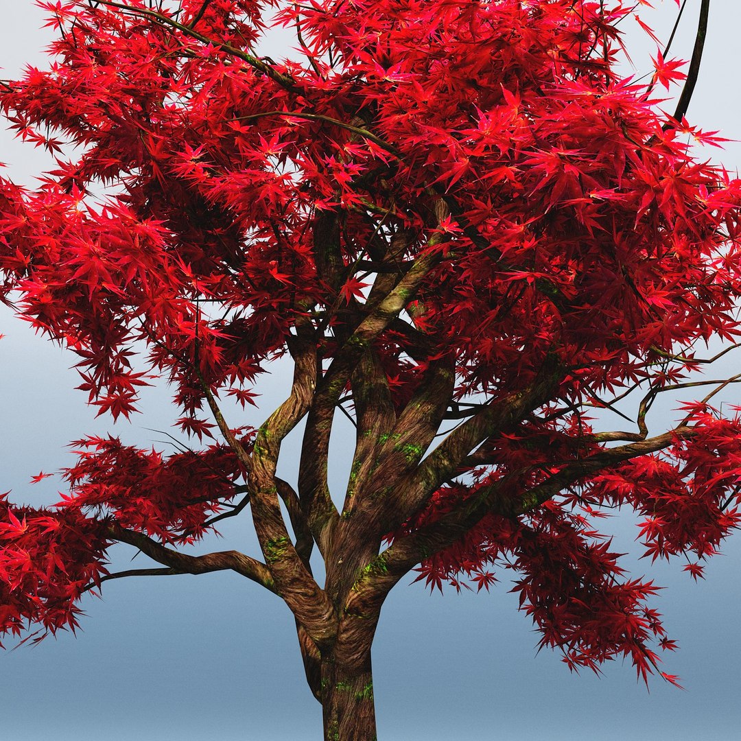 3d Japanese Maple Tree