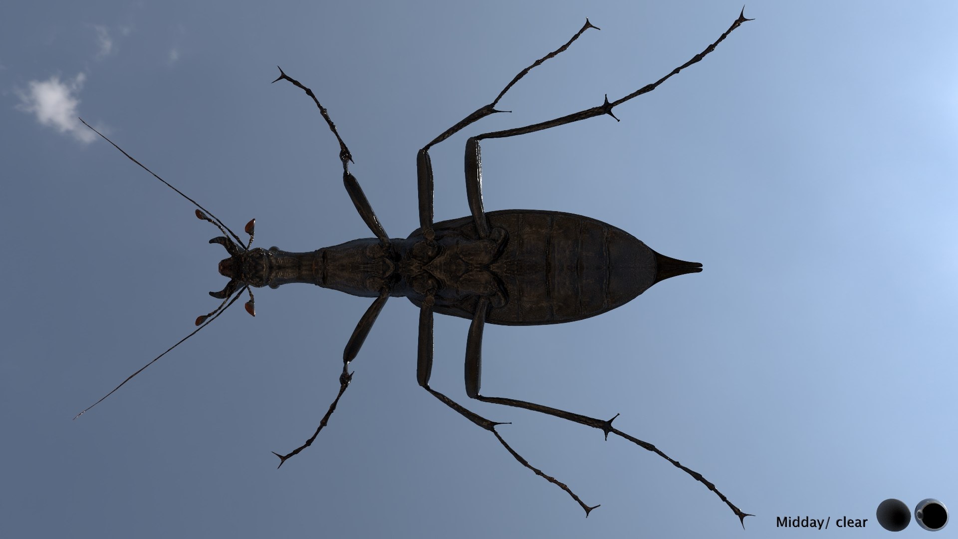 3D Ground Beetle - TurboSquid 2407496