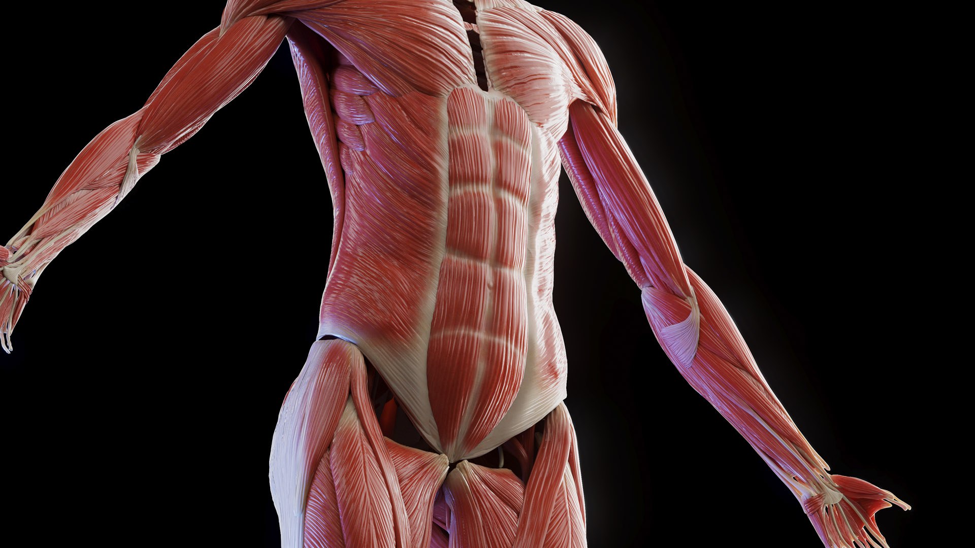 3D Model Human Female Muscular System - TurboSquid 2010152