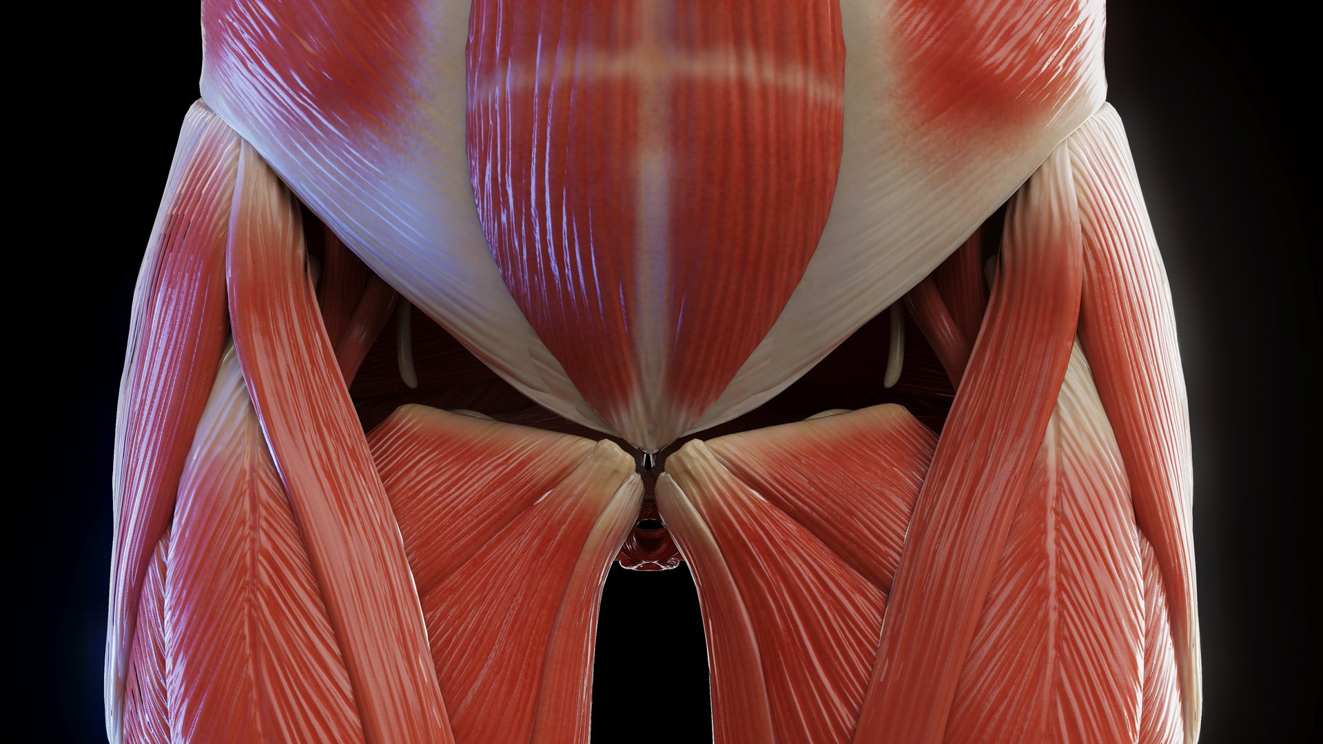 3D model Human Female Muscular System - TurboSquid 2010152