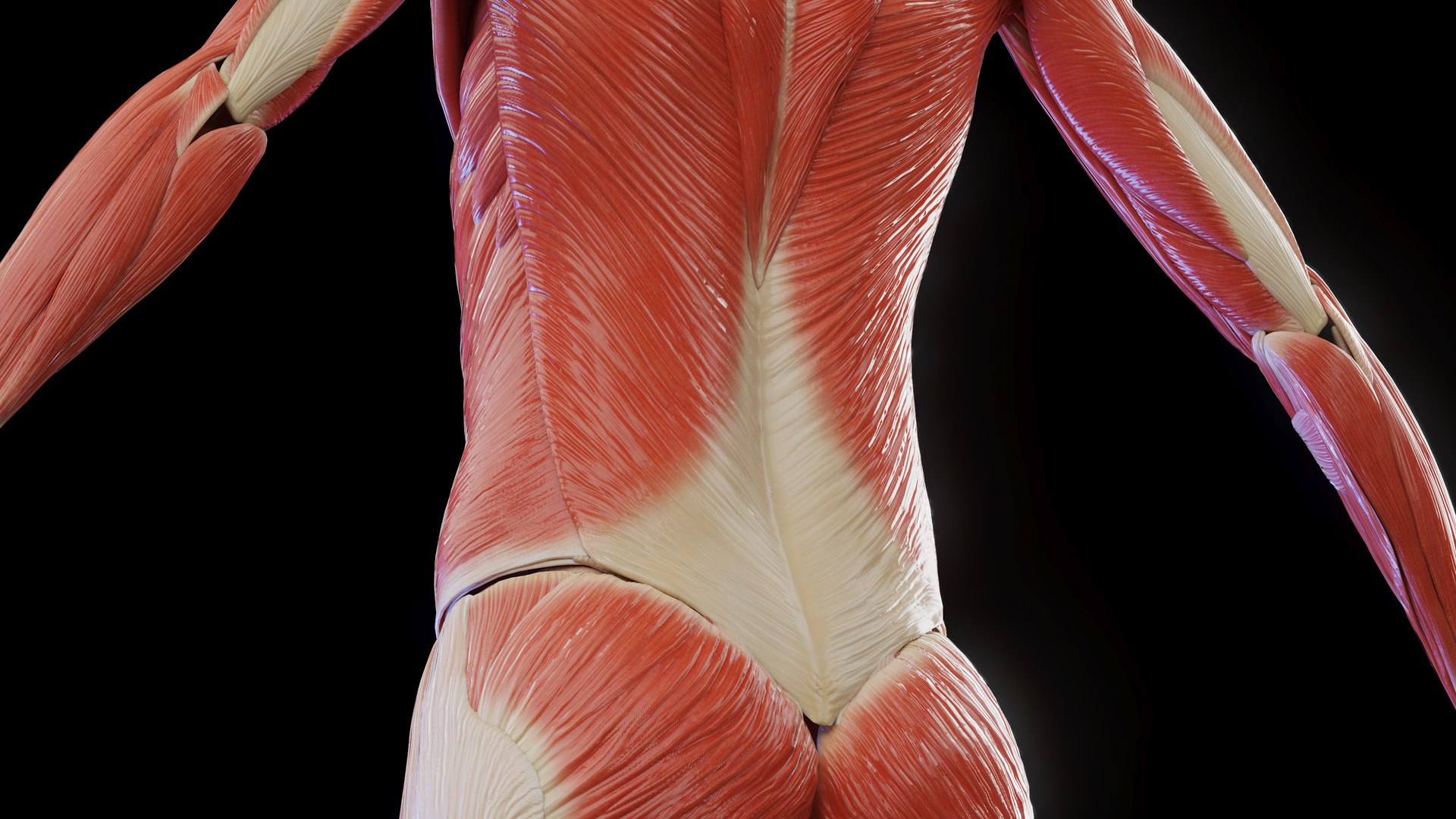 3D Model Human Female Muscular System - TurboSquid 2010152