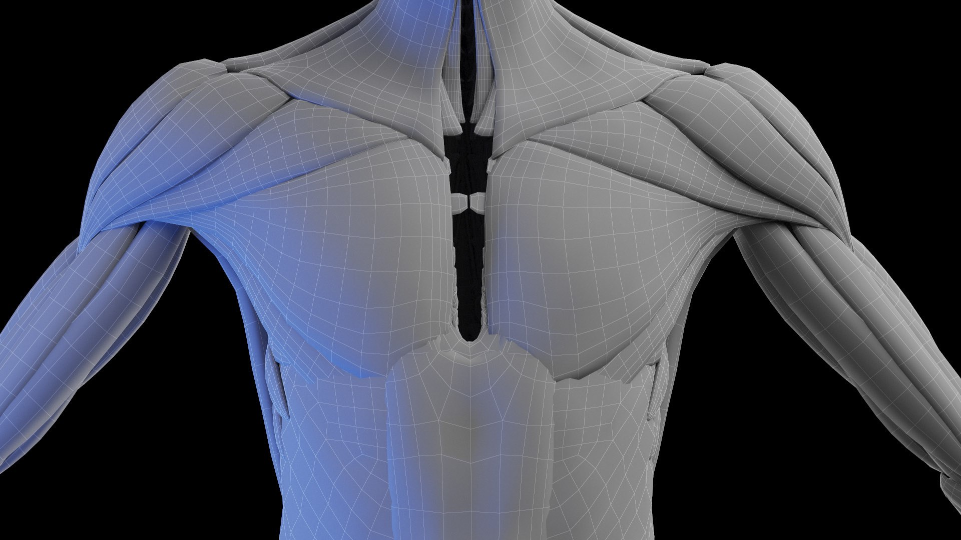 3D model Human Female Muscular System - TurboSquid 2010152