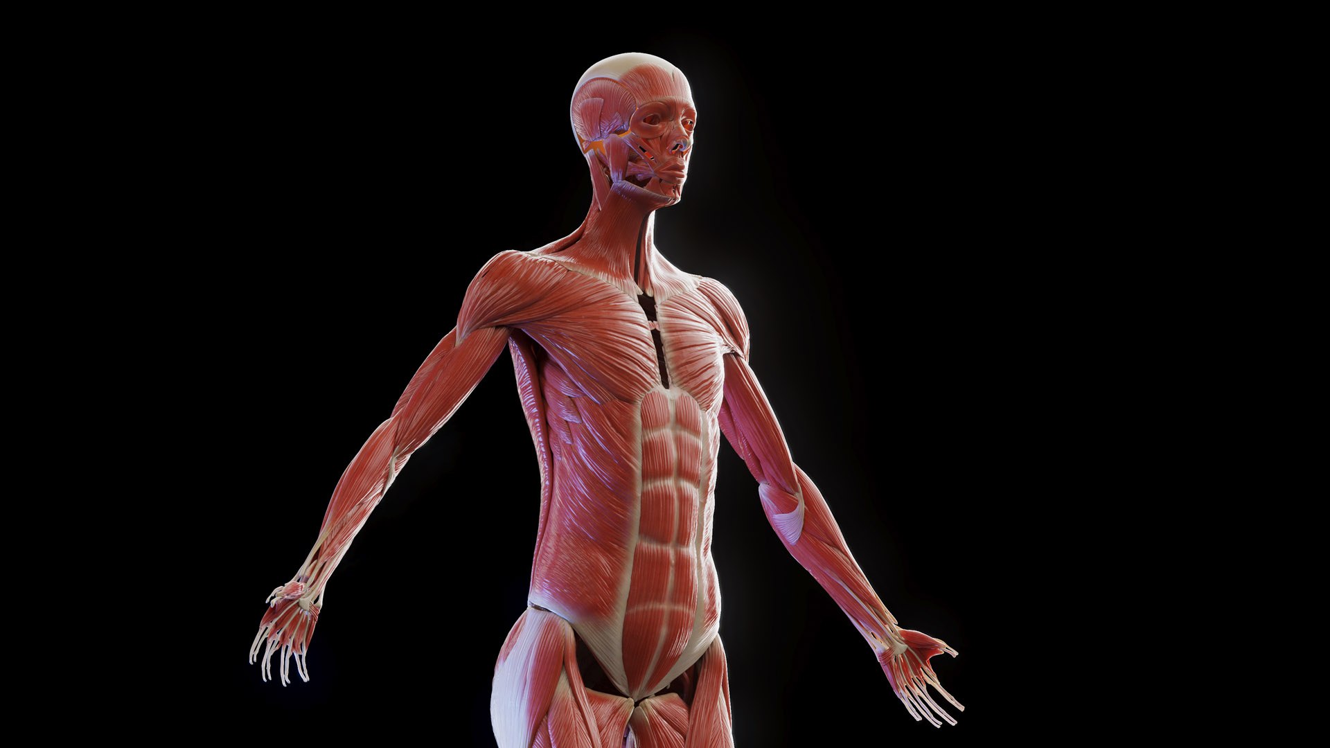 3D model Human Female Muscular System - TurboSquid 2010152