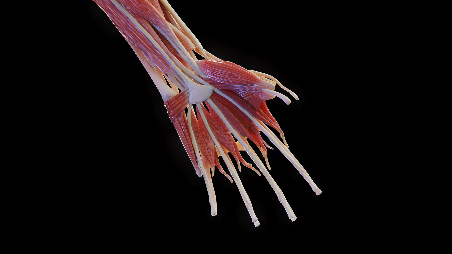 3D model Human Female Muscular System - TurboSquid 2010152