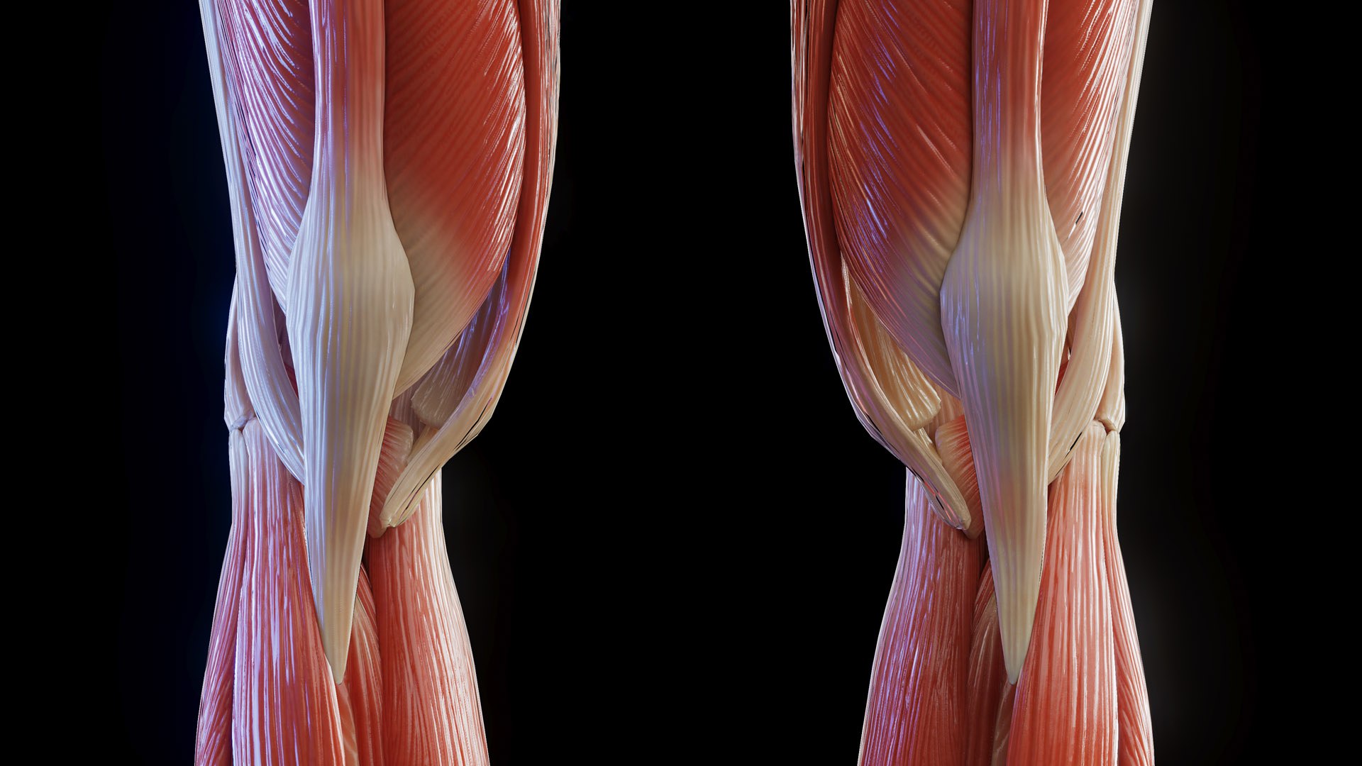 3D model Human Female Muscular System - TurboSquid 2010152