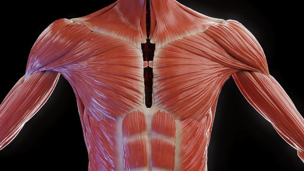 modelo 3d Sistema muscular femenino humano - TurboSquid 2010152