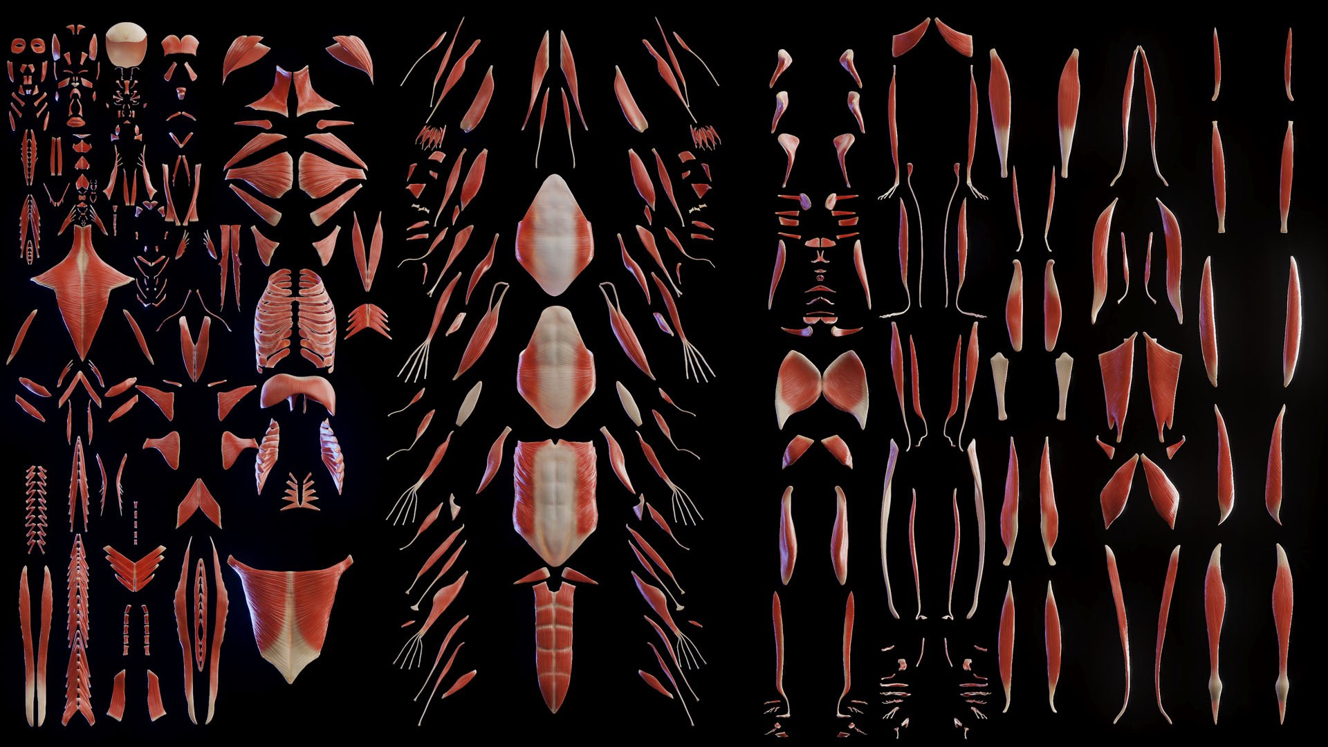 3D Model Human Female Muscular System - TurboSquid 2010152