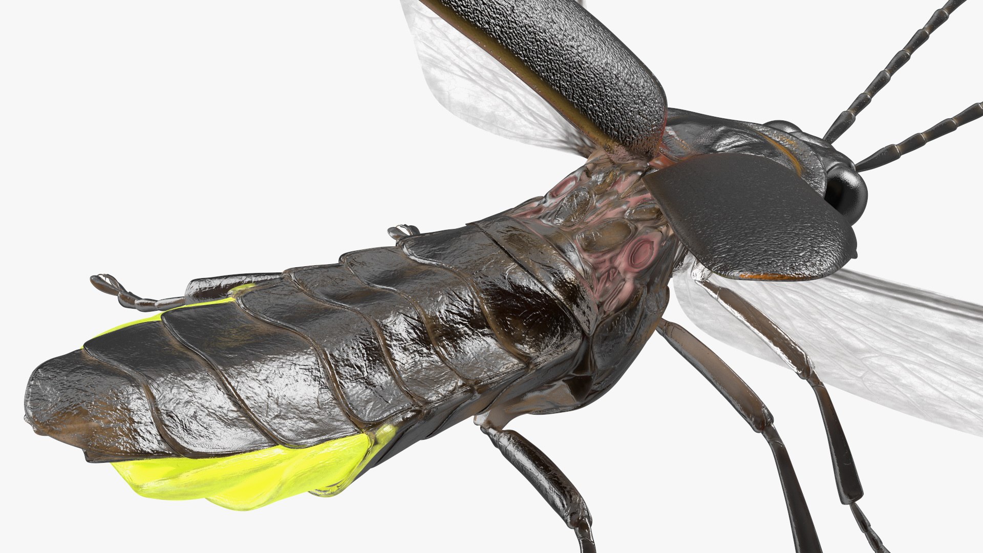 3D Big Dipper Firefly Glowing Rigged - TurboSquid 2174775