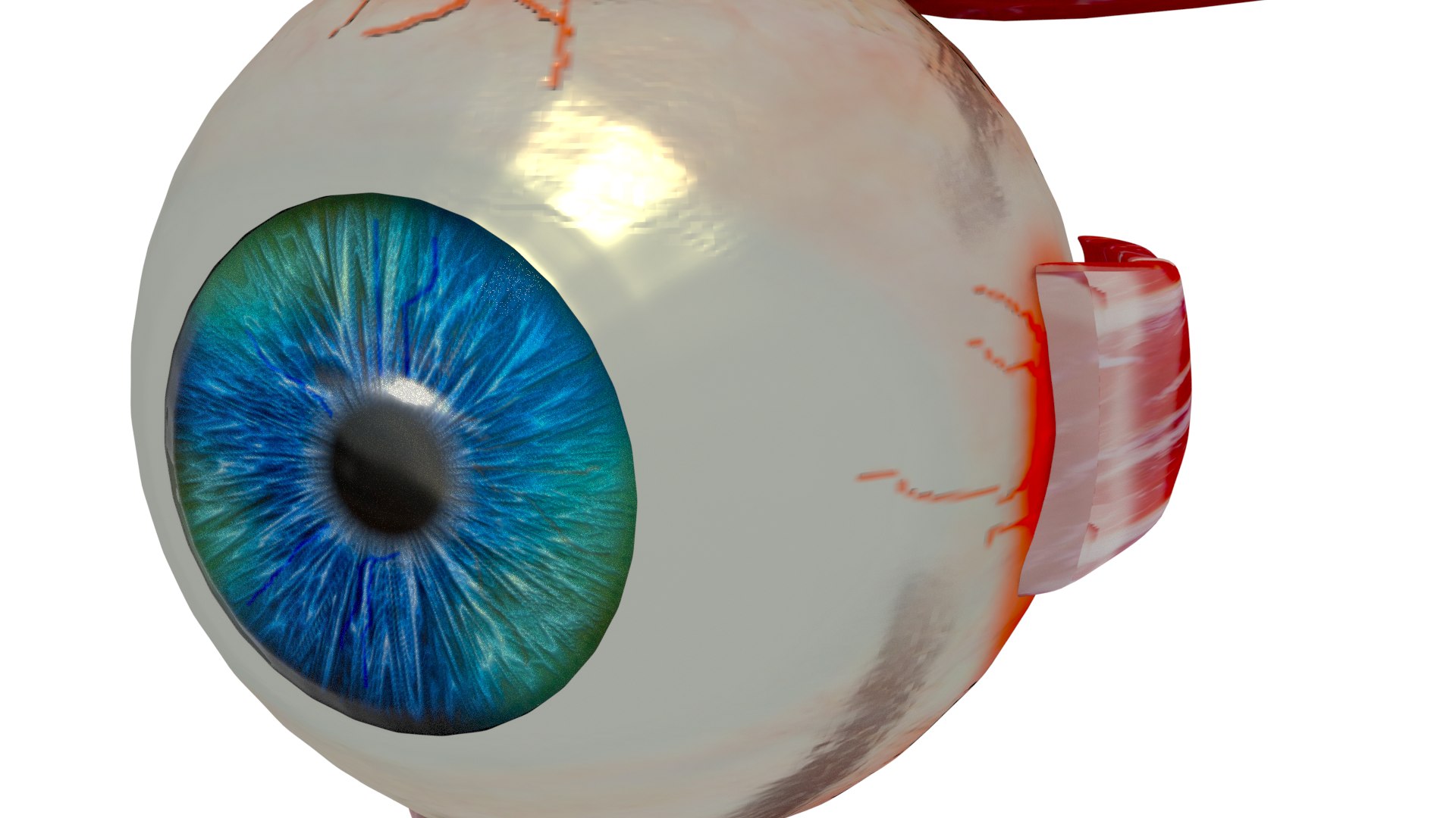 3D Eye Ball With Muscles - TurboSquid 2373856