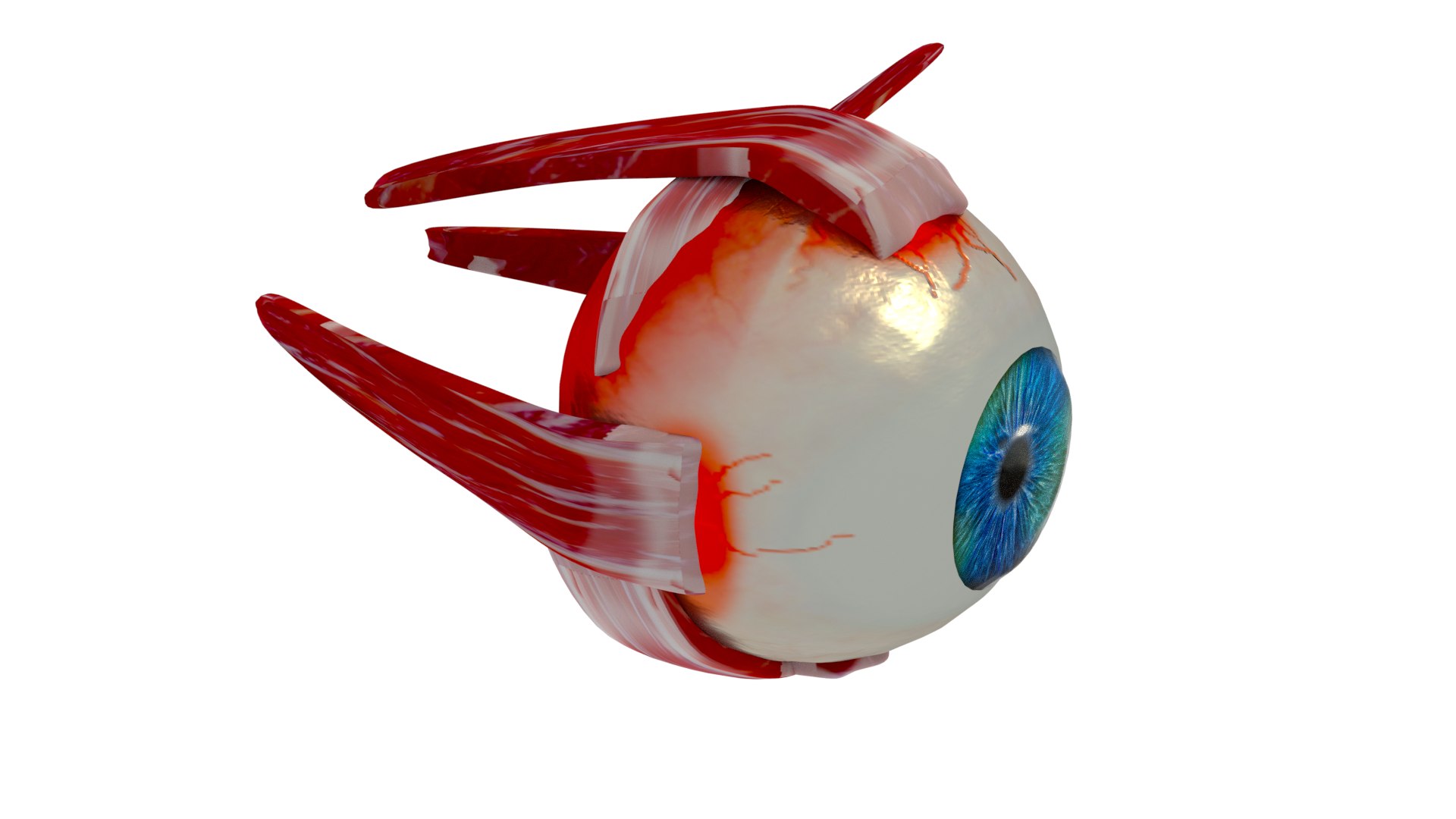 3D Eye Ball With Muscles - TurboSquid 2373856