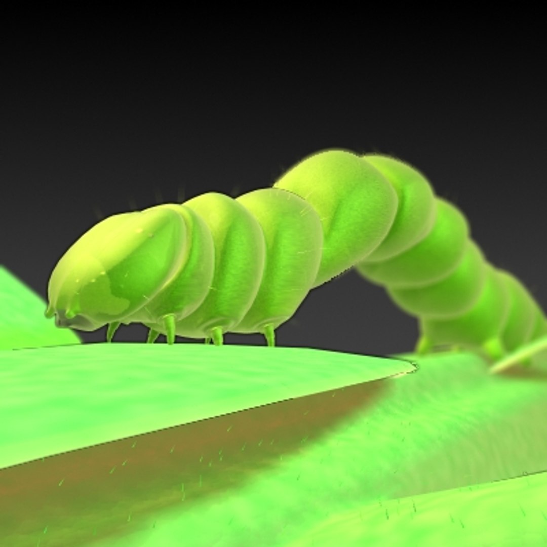3d Caterpillar Scene
