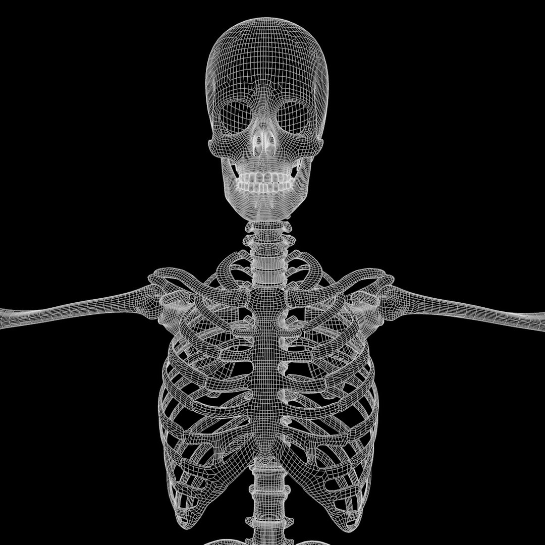 Skeleton Max