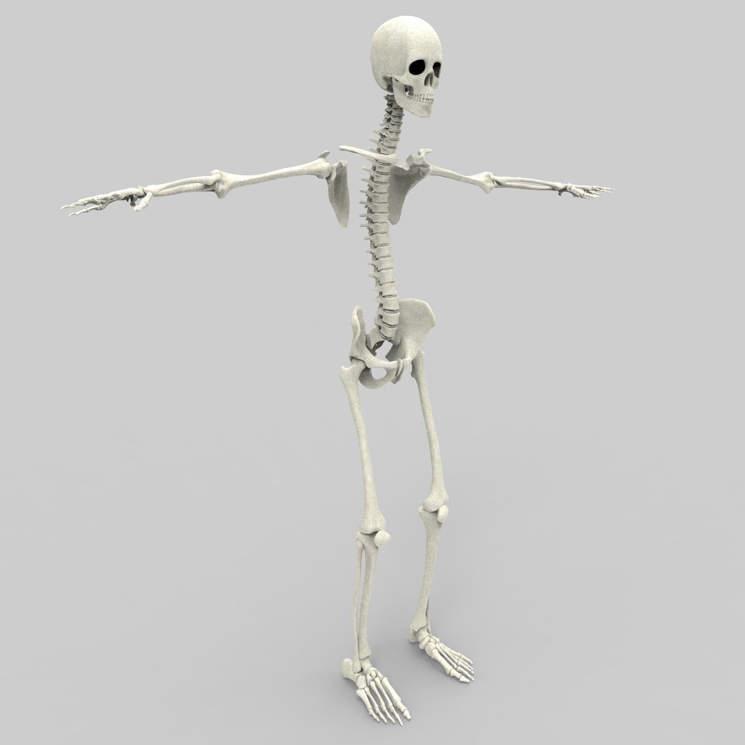 Skeleton Max