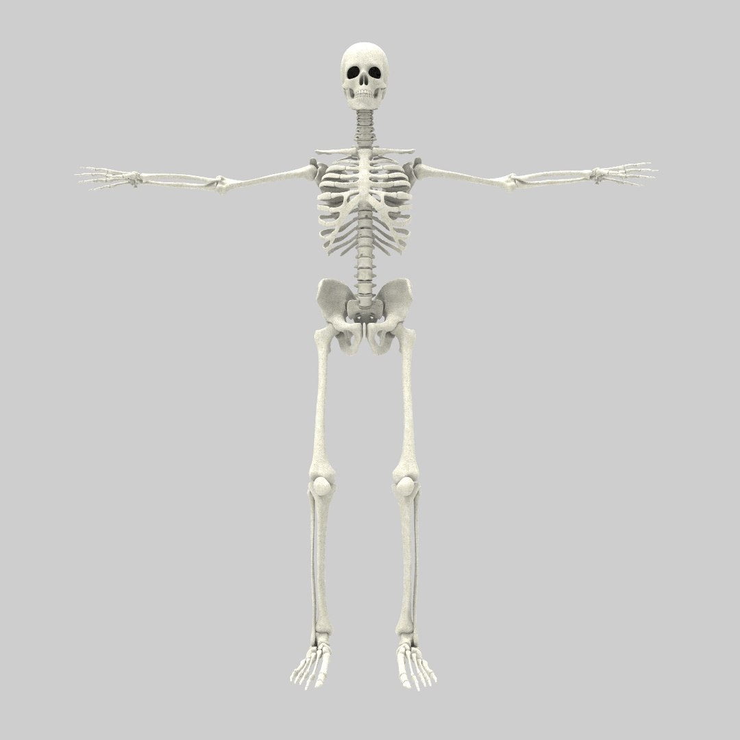 Skeleton Max