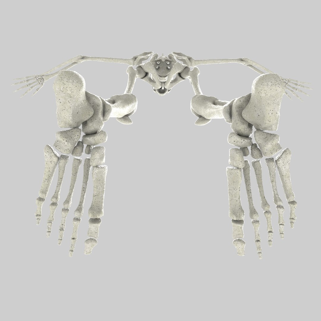 Skeleton Max