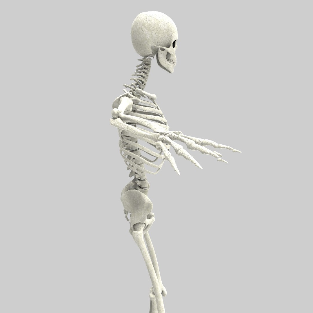 Skeleton Max